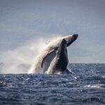 Kaanapali: Whale Watching Cruise with Open Bar - The Itinerary Breakdown