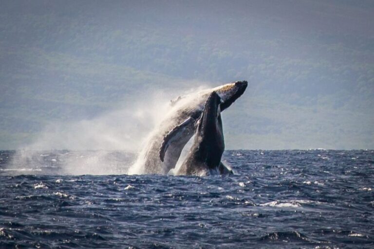 Kaanapali: Whale Watching Cruise with Open Bar - The Itinerary Breakdown