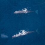 Kaikoura: Whale Watching Flight - Who Should Consider This Tour?