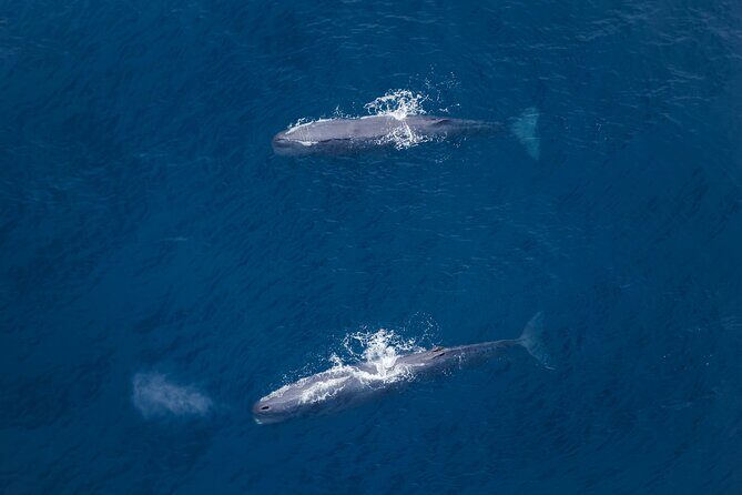 Kaikoura: Whale Watching Flight - Who Should Consider This Tour?