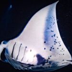 Kailua-Kona: Manta Ray Watching Nighttime Boat Trip - FAQs