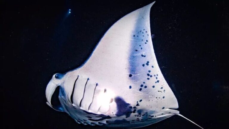 Kailua-Kona: Manta Ray Watching Nighttime Boat Trip - FAQs