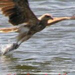 Kalgan Queen Scenic Cruises a four hour sheltered water wildlife tour daily fun. - Who Will Enjoy This Tour?