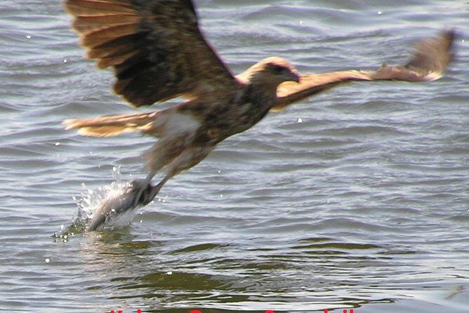 Kalgan Queen Scenic Cruises a four hour sheltered water wildlife tour daily fun. - Who Will Enjoy This Tour?