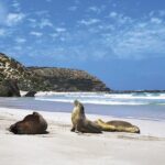 Kangaroo Island Shore Excursion Scenic Trail Tour - Whats Included and Practical Details