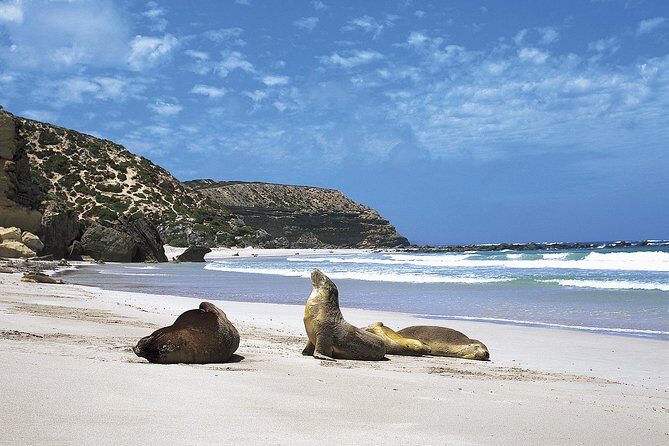 Kangaroo Island Shore Excursion Scenic Trail Tour - Whats Included and Practical Details