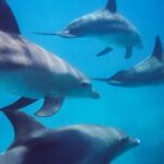 Kangaroo Island - Swim with Dolphins/Seals/Coastal Snorkel - The Importance of Weather and Wildlife Activity