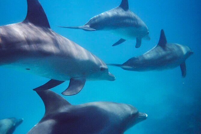 Kangaroo Island - Swim with Dolphins/Seals/Coastal Snorkel - The Importance of Weather and Wildlife Activity