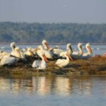 Karavasta:Bird Watching, Tower Views & Lagoon Exploration - Authentic Experiences and Real Insights