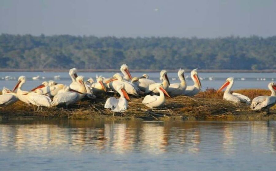 Karavasta:Bird Watching, Tower Views & Lagoon Exploration - Authentic Experiences and Real Insights