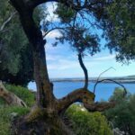 Kefalonia: Old Farsa Village Morning Walking Tour - The Post-Tour Refreshment