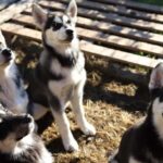 Kemi-Tornio: Husky Farm Visit with Hotel Pickup - summer - Practical Details and Considerations