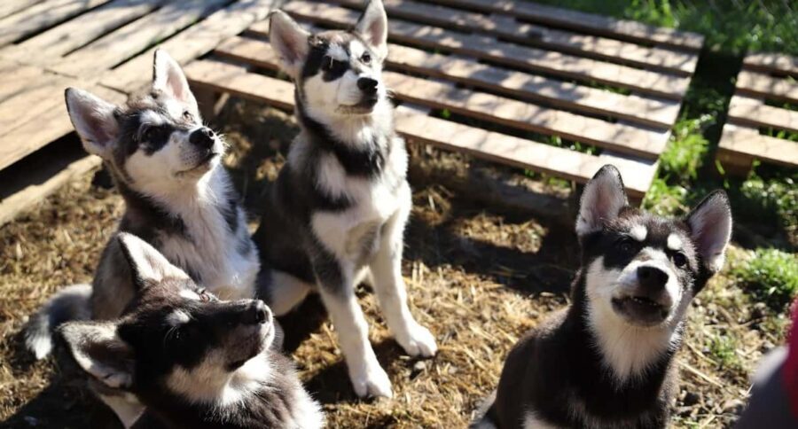Kemi-Tornio: Husky Farm Visit with Hotel Pickup - summer - Practical Details and Considerations