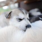 Kemijärvi: Insider 10 km Self-Drive Husky Sledding Adventure - The Self-Drive Sledding Experience