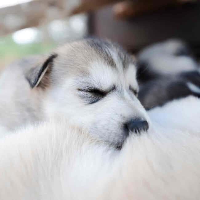 Kemijärvi: Insider 10 km Self-Drive Husky Sledding Adventure - The Self-Drive Sledding Experience