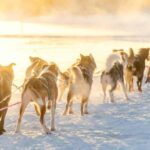 Kemijärvi: Insider Husky Self-Drive 5km Safari - The Value and Practical Aspects