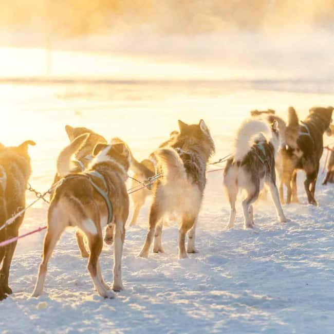 Kemijärvi: Insider Husky Self-Drive 5km Safari - The Value and Practical Aspects