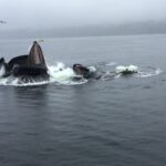 Ketchikan: Marine Wildlife and Whale Watching Boat Tour - Why This Tour Is a Great Choice