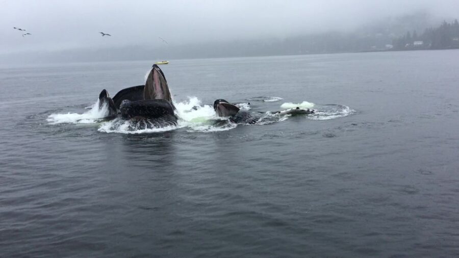 Ketchikan: Marine Wildlife and Whale Watching Boat Tour - Why This Tour Is a Great Choice