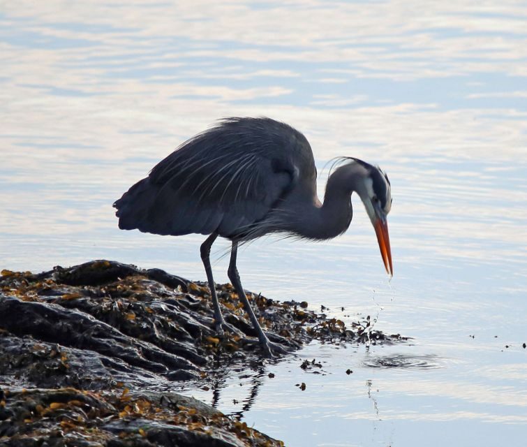 Ketchikan: Totem Pole, Wildlife & City Trolley Tour - Authenticity, Education, and Fun: Why This Tour Works