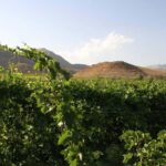 Khor Virap and Noravank Monasteries Tour - Exploring Armenia’s Monasteries: A Detailed Look