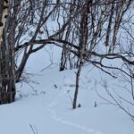 Kiruna: Abisko National Park Snowshoe Hike with Lunch - Engaging Stories and Scientific Insights