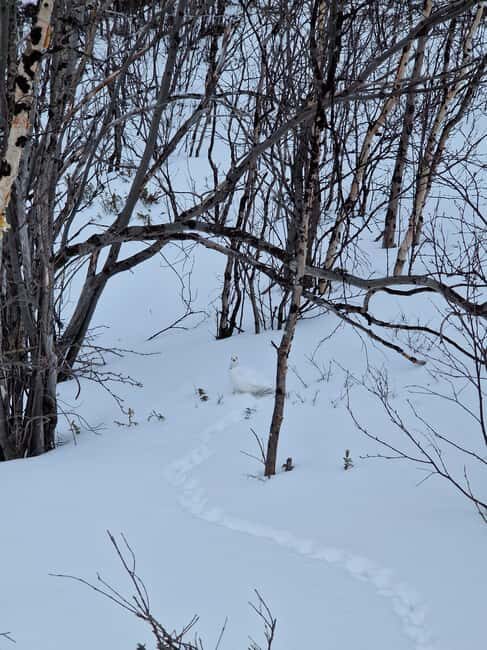 Kiruna: Abisko National Park Snowshoe Hike with Lunch - Engaging Stories and Scientific Insights