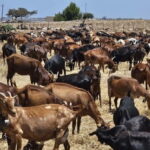 Kos: Traditional Cheese-Making Workshop in Kefalos - Value and Experience for the Price