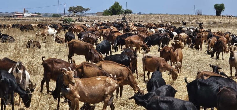 Kos: Traditional Cheese-Making Workshop in Kefalos - Value and Experience for the Price