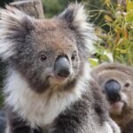 Kuranda Koala Gardens and Birdworld Admission Tickets - FAQs