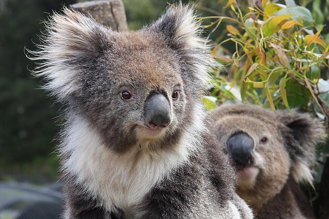 Kuranda Koala Gardens and Birdworld Admission Tickets - FAQs