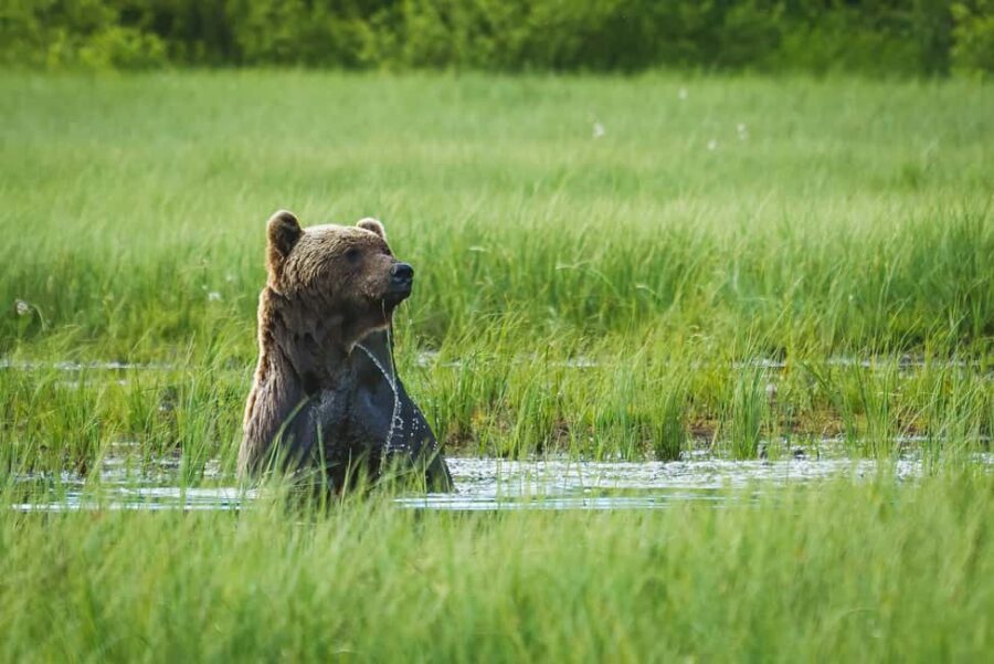 Kuusamo: Bear Watching Overnight Tour - Who Will Love This Experience?