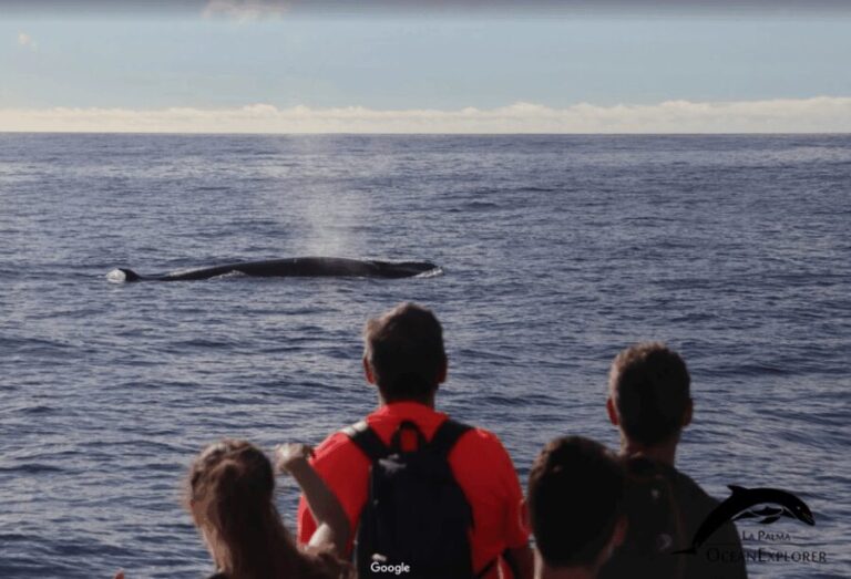 La Palma: Whale Watching Experience and Coastal Highlights - Final Thoughts