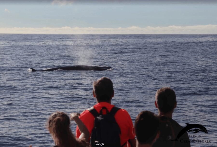 La Palma: Whale Watching Experience and Coastal Highlights - Final Thoughts