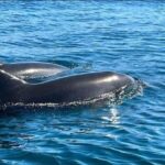 Lagos: Dolphin Watching Tour - The Sum Up