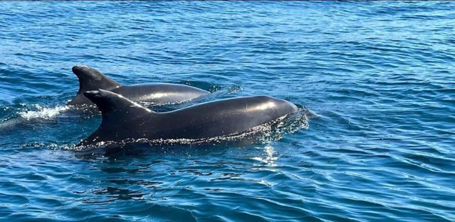 Lagos: Dolphin Watching Tour - The Sum Up