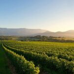 Laid back, Yarra Valley Wine Tour: Wine, Cider, Gin, Beer + Choc - Authentic Experiences and Guest Feedback