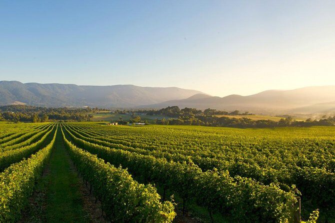 Laid back, Yarra Valley Wine Tour: Wine, Cider, Gin, Beer + Choc - Authentic Experiences and Guest Feedback