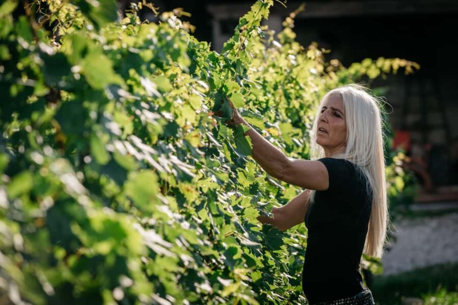 Lake Garda: Corvina Wine Tasting with Vineyard Walk - What to Expect: An In-Depth Look at the Tour Experience