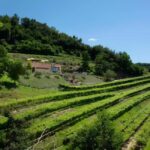 Lake Garda: Winery Tour and Wine Tasting in Valpolicella - The Sum Up