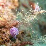 Lanzarote: Snorkeling Tour - What Makes This Tour Stand Out?