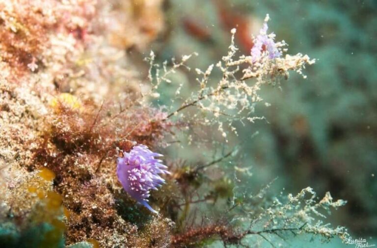Lanzarote: Snorkeling Tour - What Makes This Tour Stand Out?