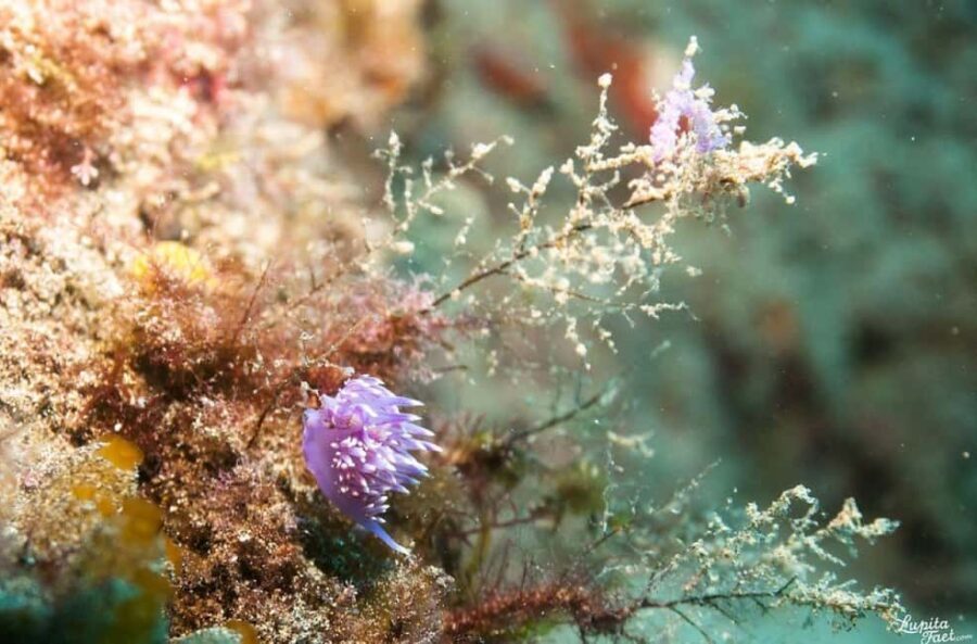 Lanzarote: Snorkeling Tour - What Makes This Tour Stand Out?