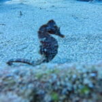Lanzarote Your First Scuba Diving Experience - The Practicalities