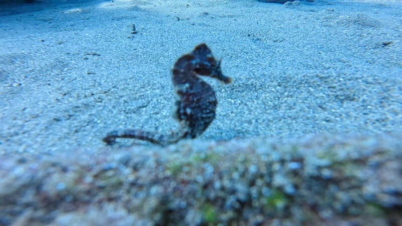 Lanzarote Your First Scuba Diving Experience - The Practicalities