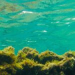 Las Canteras Scuba Diving - Why This Tour Is Worth Considering