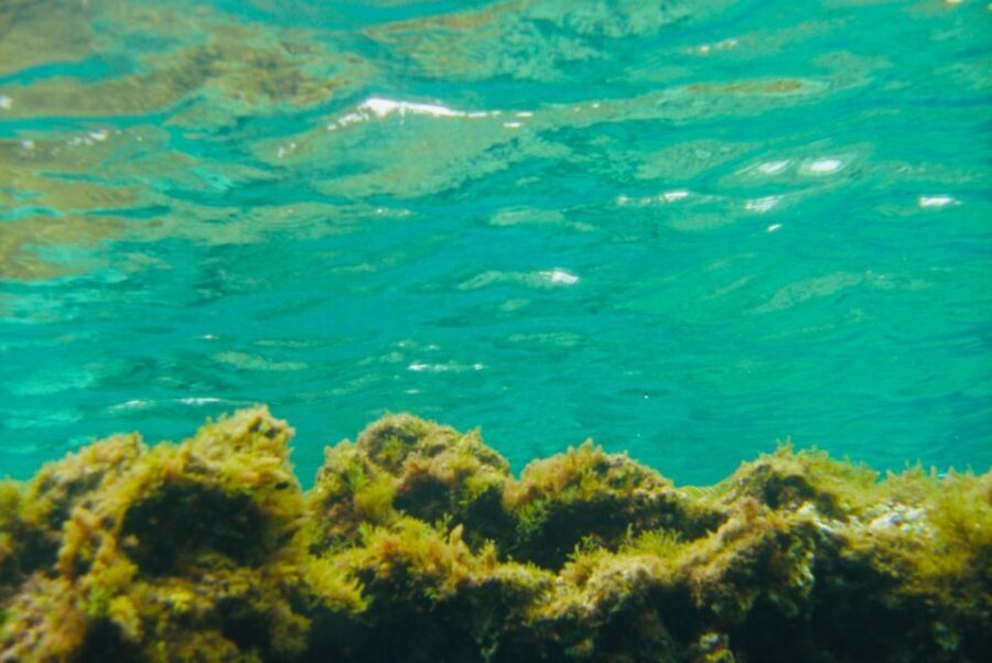 Las Canteras Scuba Diving - Why This Tour Is Worth Considering