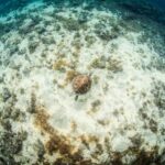 Las Palmas: Survival Apnea Course - The Structure of the Day: From Brain to Breath