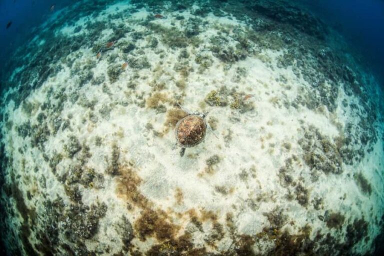 Las Palmas: Survival Apnea Course - The Structure of the Day: From Brain to Breath