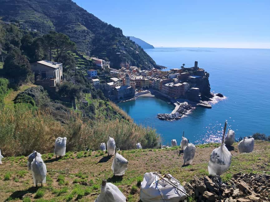 Lemon tour with limoncino and wine tasting in Vernazza (Cinque Terre) - The Itinerary: What You Can Expect on This Tour